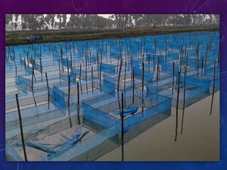 Induced breeding in fishes | PPTX