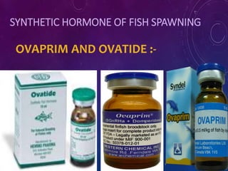 Induced breeding in fishes | PPTX