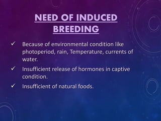 Induced breeding in fishes | PPTX