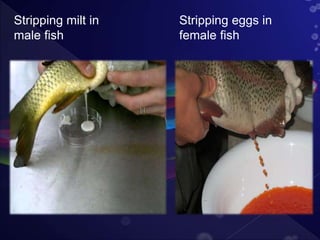 Induced breeding | PPTX