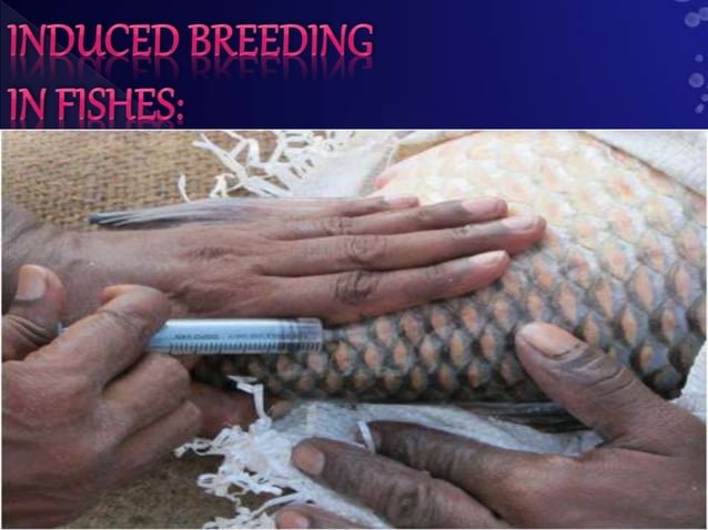 Induced breeding | PPTX | Fish and Aquariums | Pets