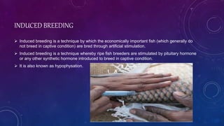 Induced breeding.pptx
