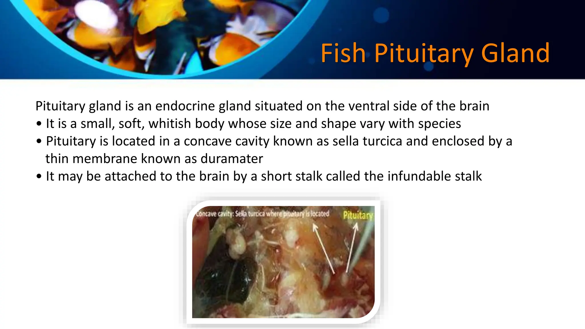 INDUCED BREEDING: in fishes to enhance breeding process | PPTX