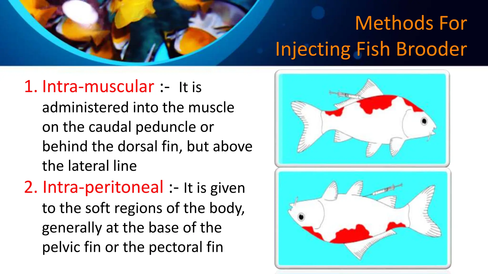 INDUCED BREEDING: in fishes to enhance breeding process | PPTX