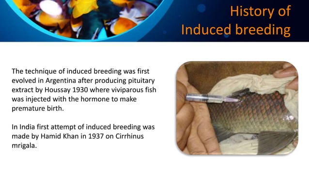 INDUCED BREEDING: in fishes to enhance breeding process | PPTX ...