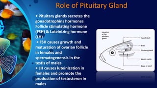 INDUCED BREEDING: in fishes to enhance breeding process | PPTX