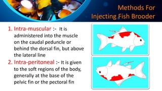 INDUCED BREEDING: in fishes to enhance breeding process | PPTX