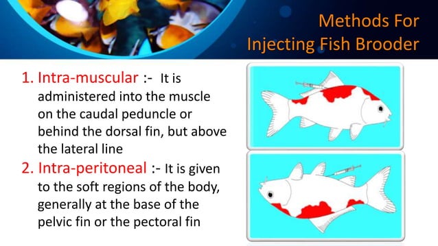 INDUCED BREEDING: in fishes to enhance breeding process | PPTX ...