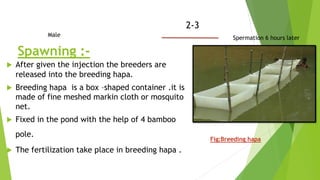 INDUCED BREEDING- By Arifa Khatun | PPT