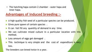 INDUCED BREEDING- By Arifa Khatun | PPT
