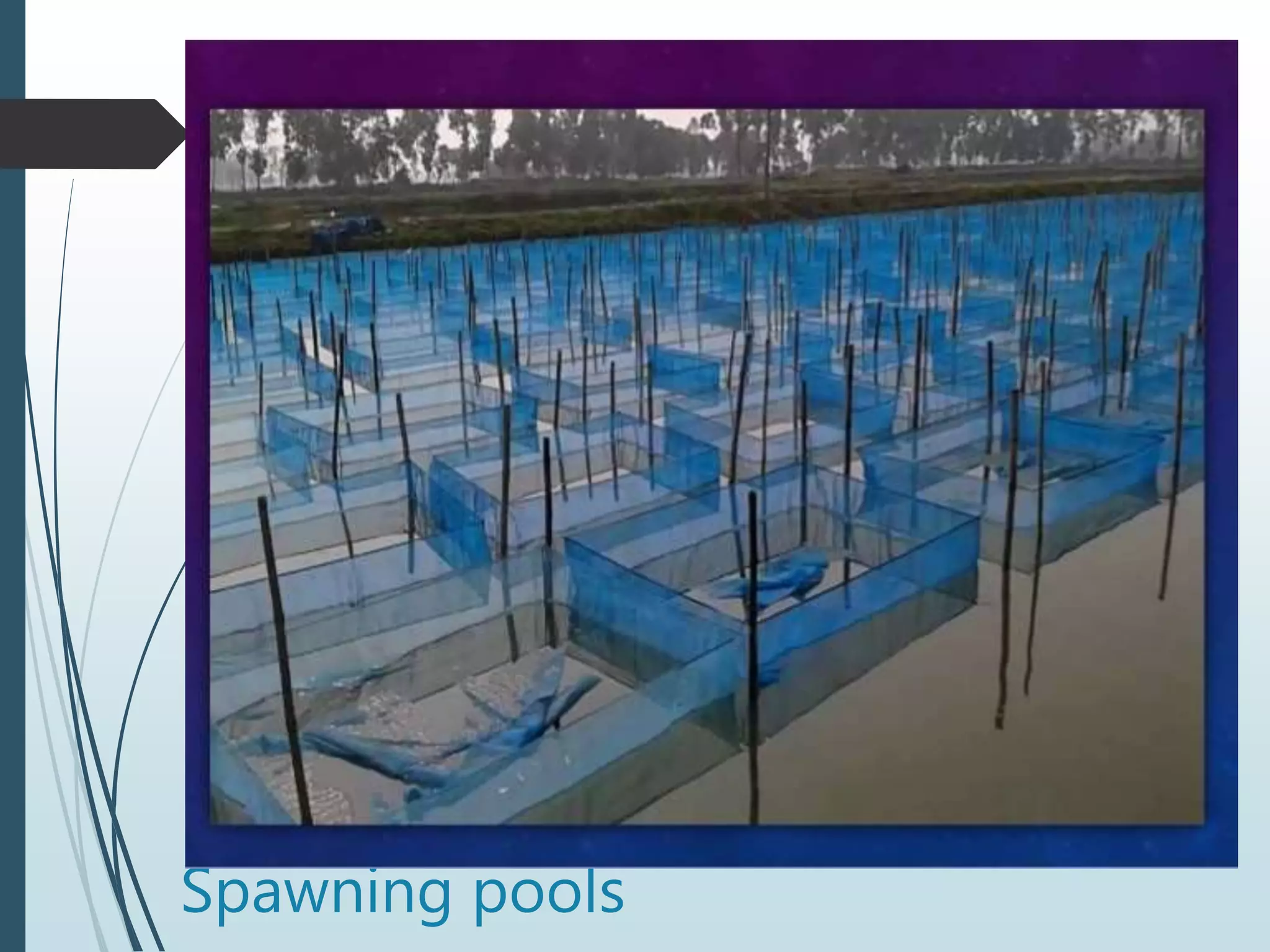 Induced breeding in fishes | PPTX