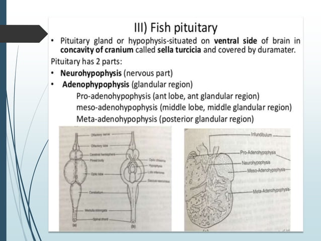 Induced breeding in fishes | PPTX | Infertility | Reproductive Health