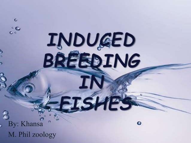 Induced breeding in fishes | PPTX | Infertility | Reproductive Health