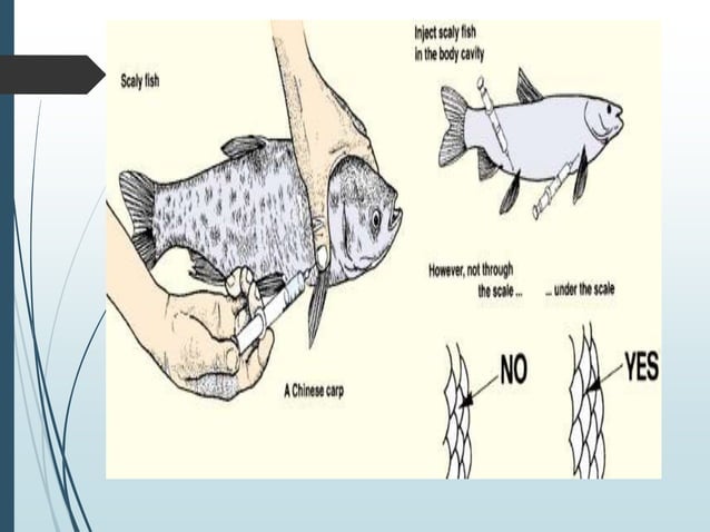 Induced breeding in fishes | PPTX | Infertility | Reproductive Health
