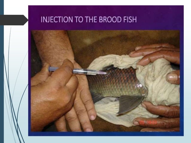 Induced breeding in fishes | PPTX | Infertility | Reproductive Health