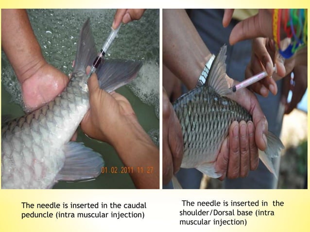 INDUCED BREEDING OF INDIAN MAJOR CARP | PPTX | Reproductive Health ...
