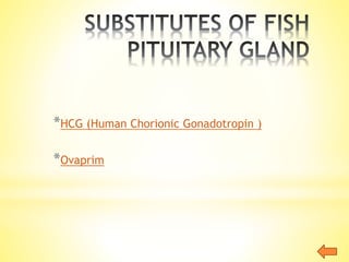 INDUCED BREEDING OF INDIAN MAJOR CARP | PPTX