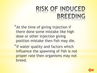 INDUCED BREEDING OF INDIAN MAJOR CARP | PPTX
