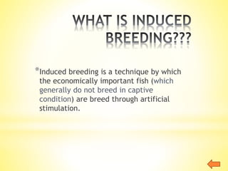INDUCED BREEDING OF INDIAN MAJOR CARP | PPTX