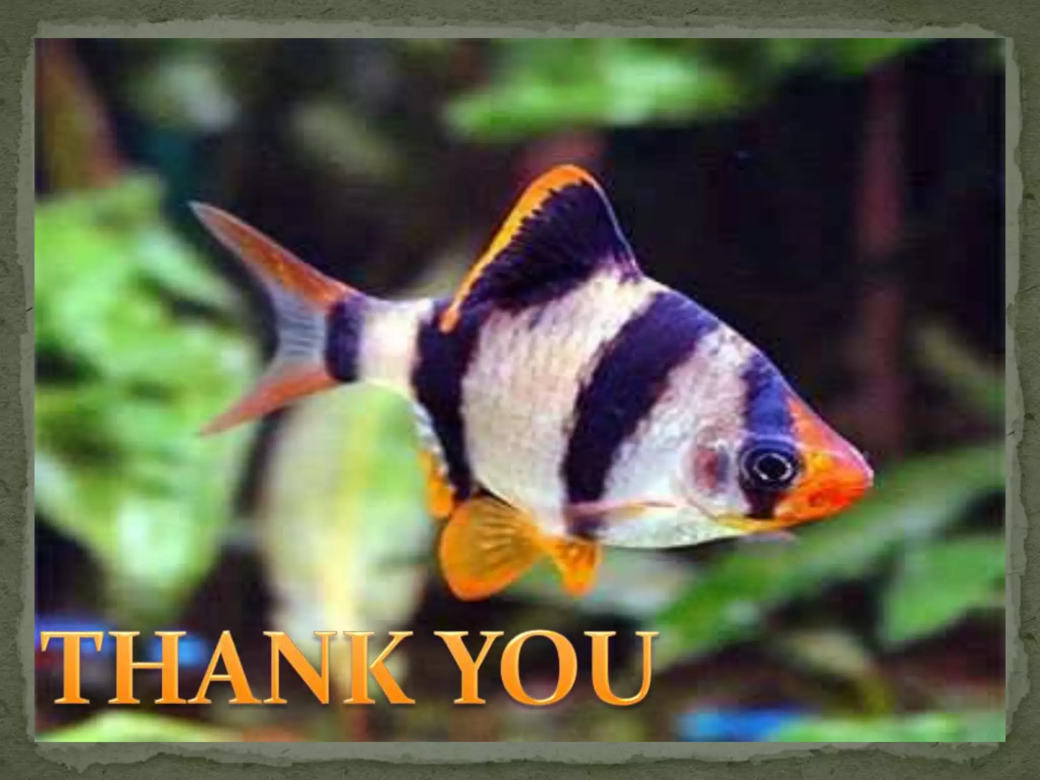 Induced breeding of indian major carps | PPTX