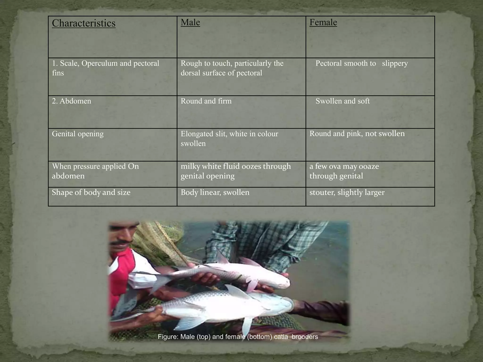 Induced breeding of indian major carps | PPTX