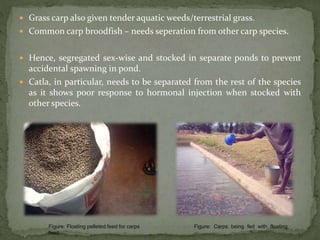Induced breeding of indian major carps | PPTX
