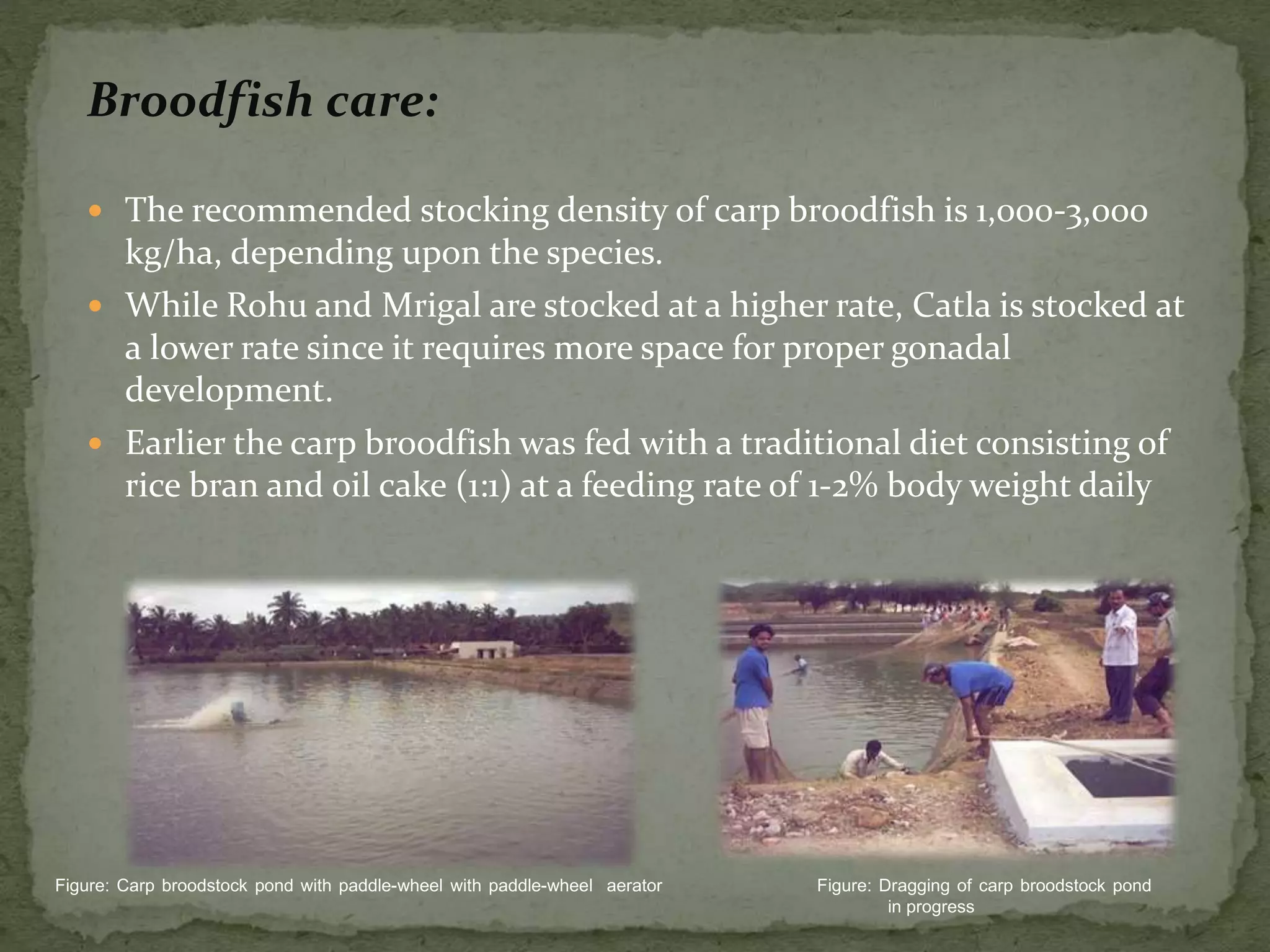 Induced breeding of indian major carps | PPTX