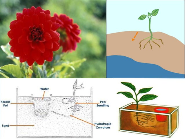 Induced Movements | PPT | Free Download