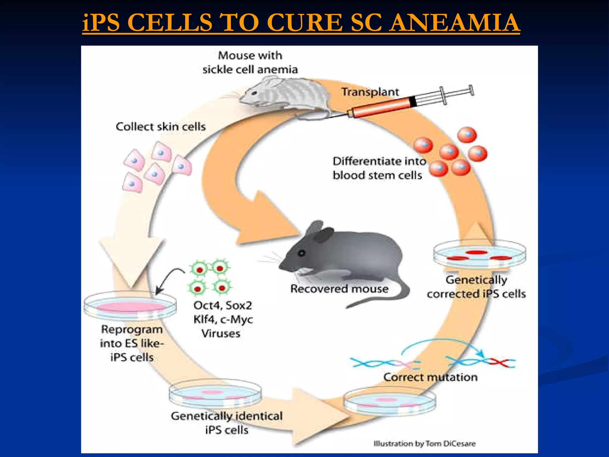 Induced pluripotent stem cells | PPT