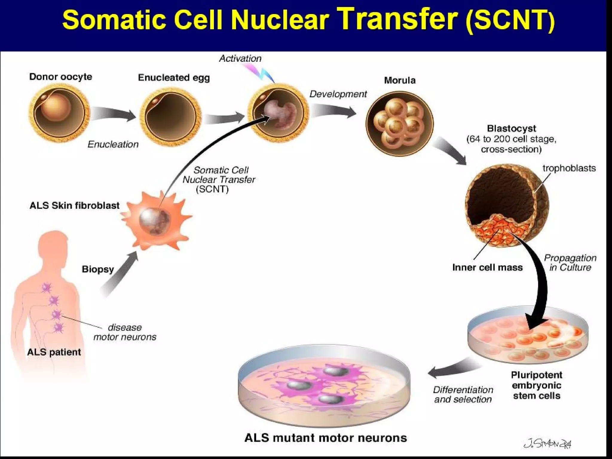 Induced Pluripotent Stem Cells Ppt Genetics Science 3102