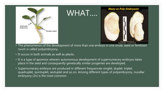 Induced polyembroyony in crop improvement | PPTX