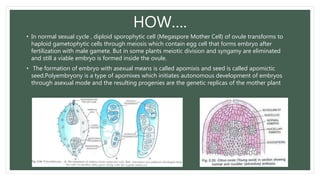 Induced polyembroyony in crop improvement | PPTX