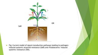 Induced systemic resistance (ISR) mechanism | PPTX