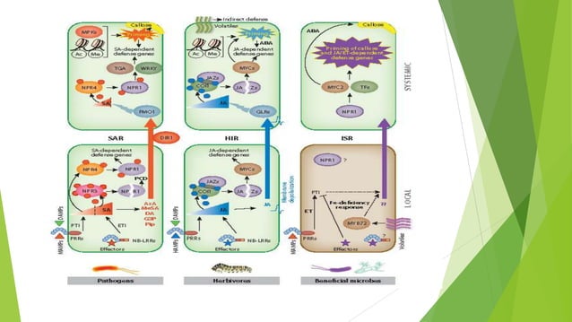 Induced systemic resistance (ISR) mechanism | PPTX
