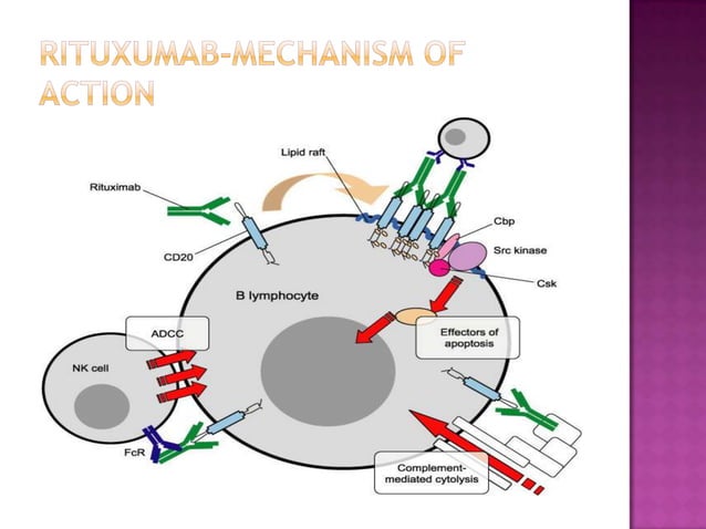 Induction agents in renal transplantation | PPTX | Blood Disorders ...