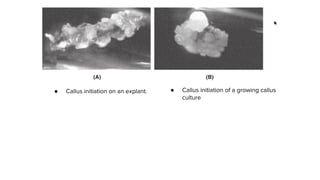 Induction_and_maintenance_of_callus_and_cell_suspension_culture[1].pdf