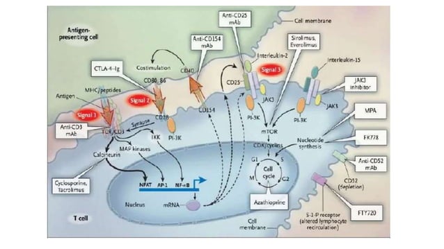 INDUCTION IMMUNOSUPPRESSION.pptx