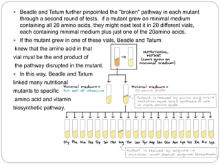 Induction of mutation in neurospora crassa and yeast | PPTX