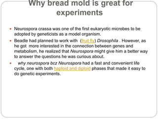 Life Cycle Of Bread Mold Neurospora Crassa