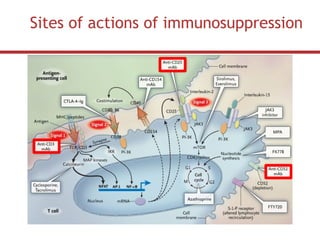 Induction Therapy In Kidney Transplant.pptx