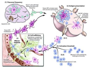 Induction Therapy In Kidney Transplant.pptx