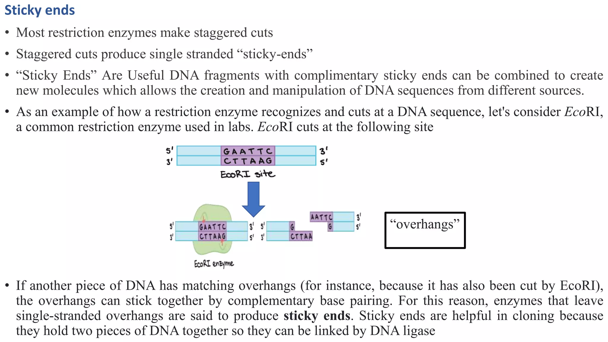 ENZYMES USED IN GENETIC ENGINEERING | PPTX