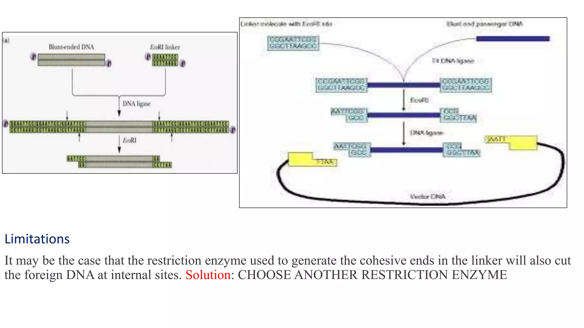 ENZYMES USED IN GENETIC ENGINEERING | PPTX