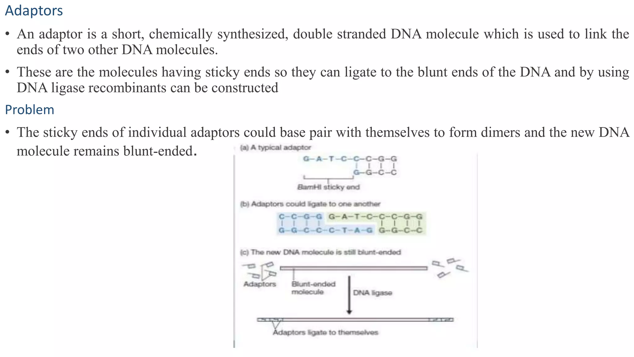 ENZYMES USED IN GENETIC ENGINEERING | PPTX