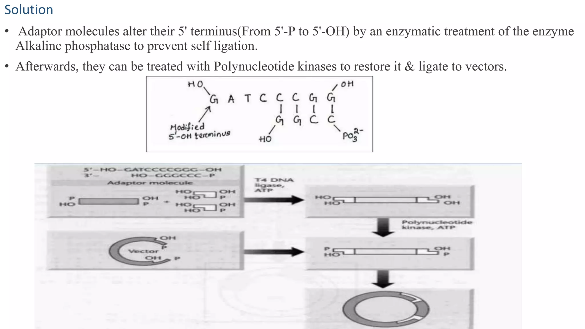 ENZYMES USED IN GENETIC ENGINEERING | PPTX