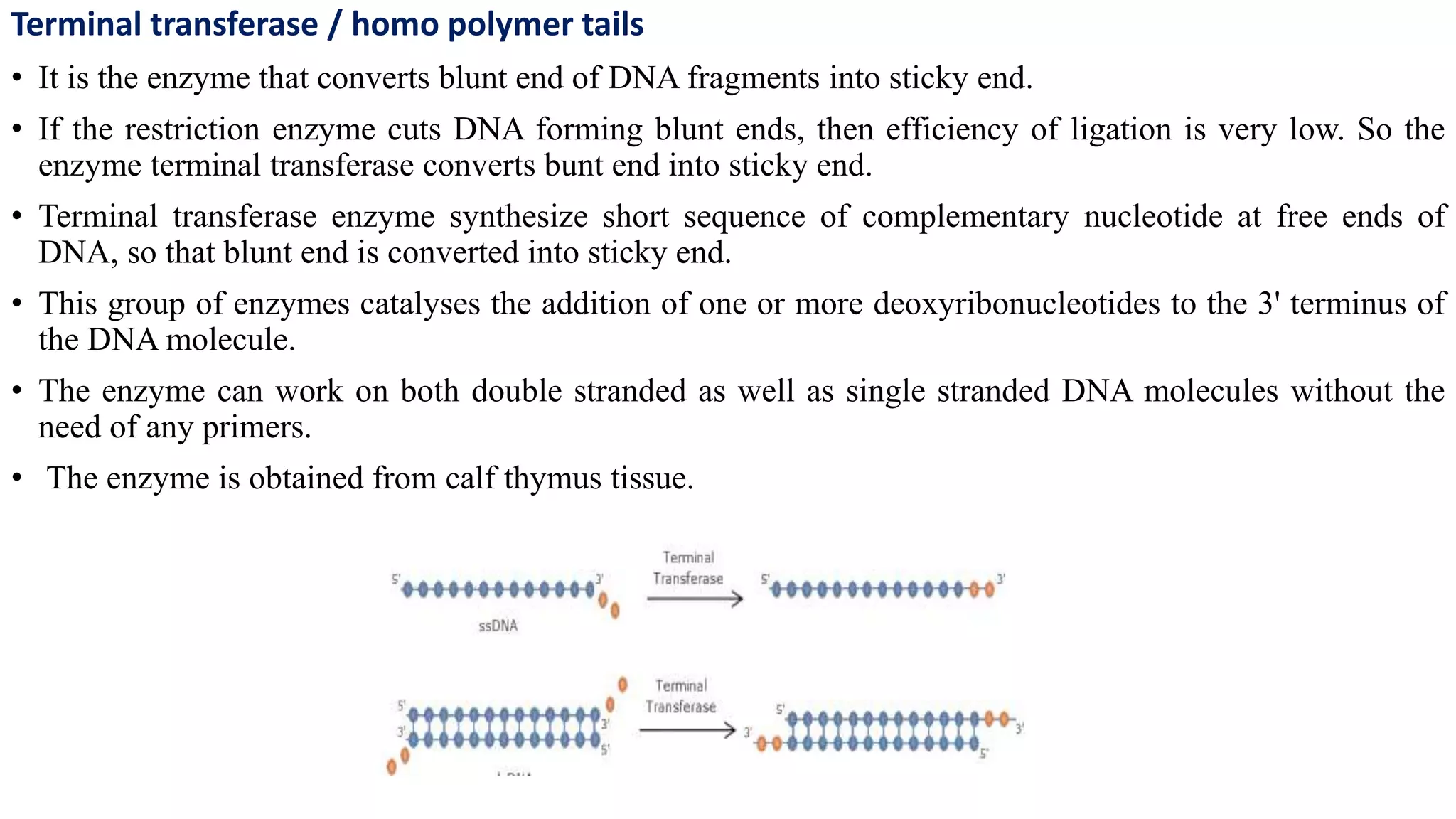 ENZYMES USED IN GENETIC ENGINEERING | PPTX