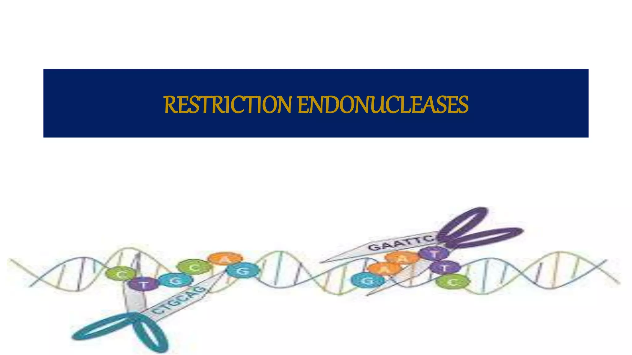 ENZYMES USED IN GENETIC ENGINEERING | PPTX