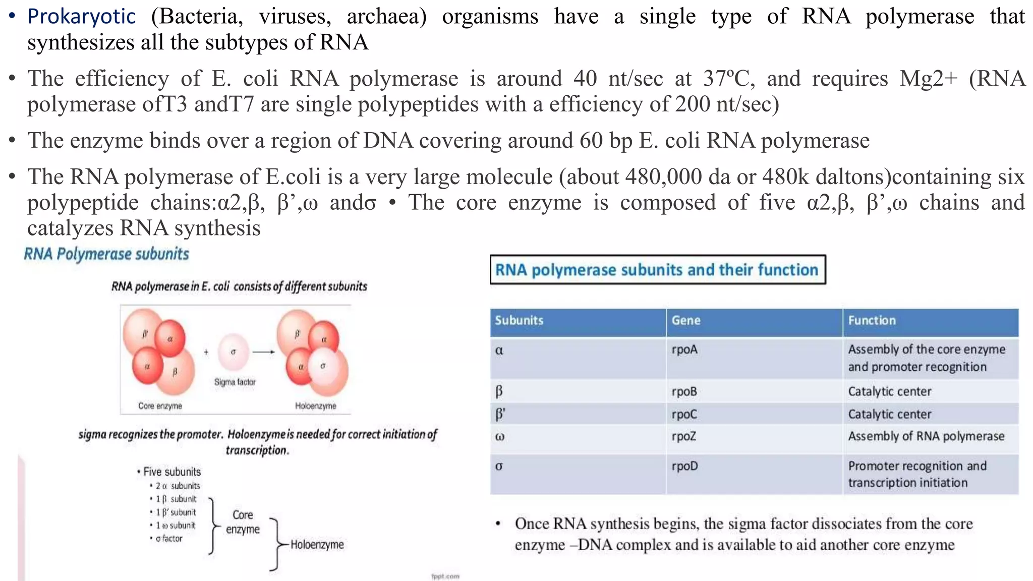 ENZYMES USED IN GENETIC ENGINEERING | PPTX
