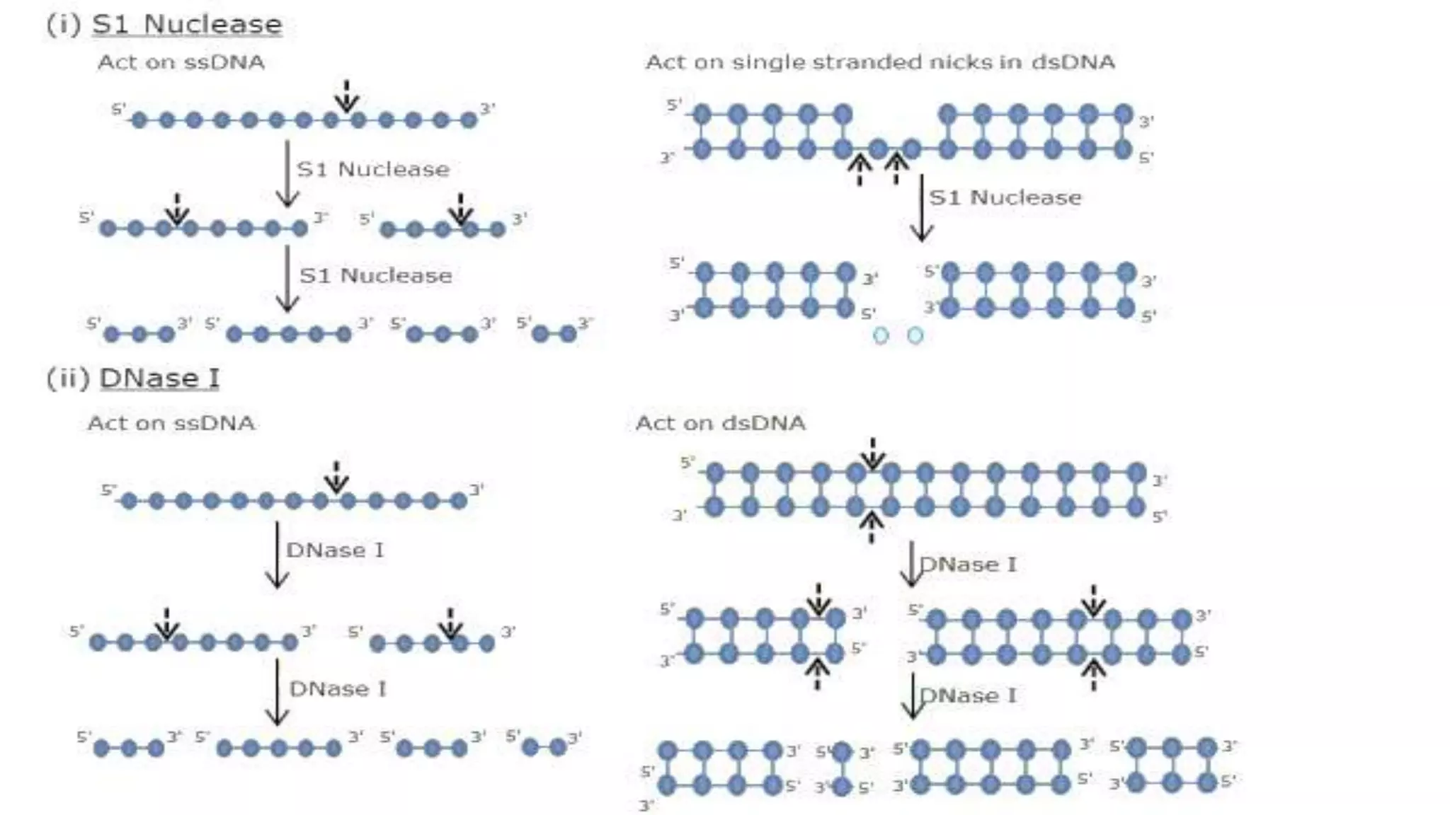 ENZYMES USED IN GENETIC ENGINEERING | PPTX