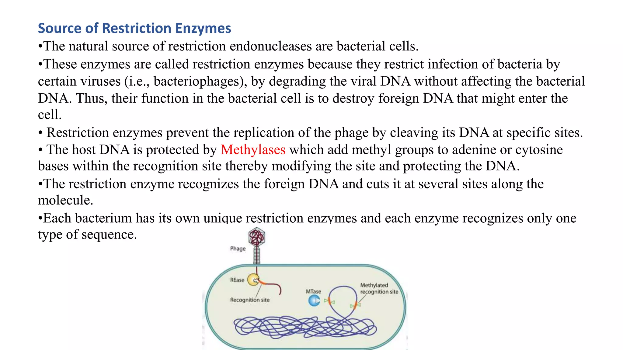 ENZYMES USED IN GENETIC ENGINEERING | PPTX